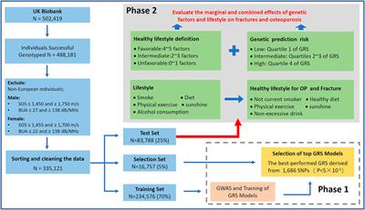 SSPH+ | Genetic Risk for Osteoporosis and the Benefit of Adherence to ...